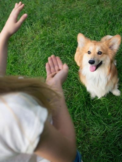 The Handy Tricks of Hand Signals - Town N Country Animal Hospital