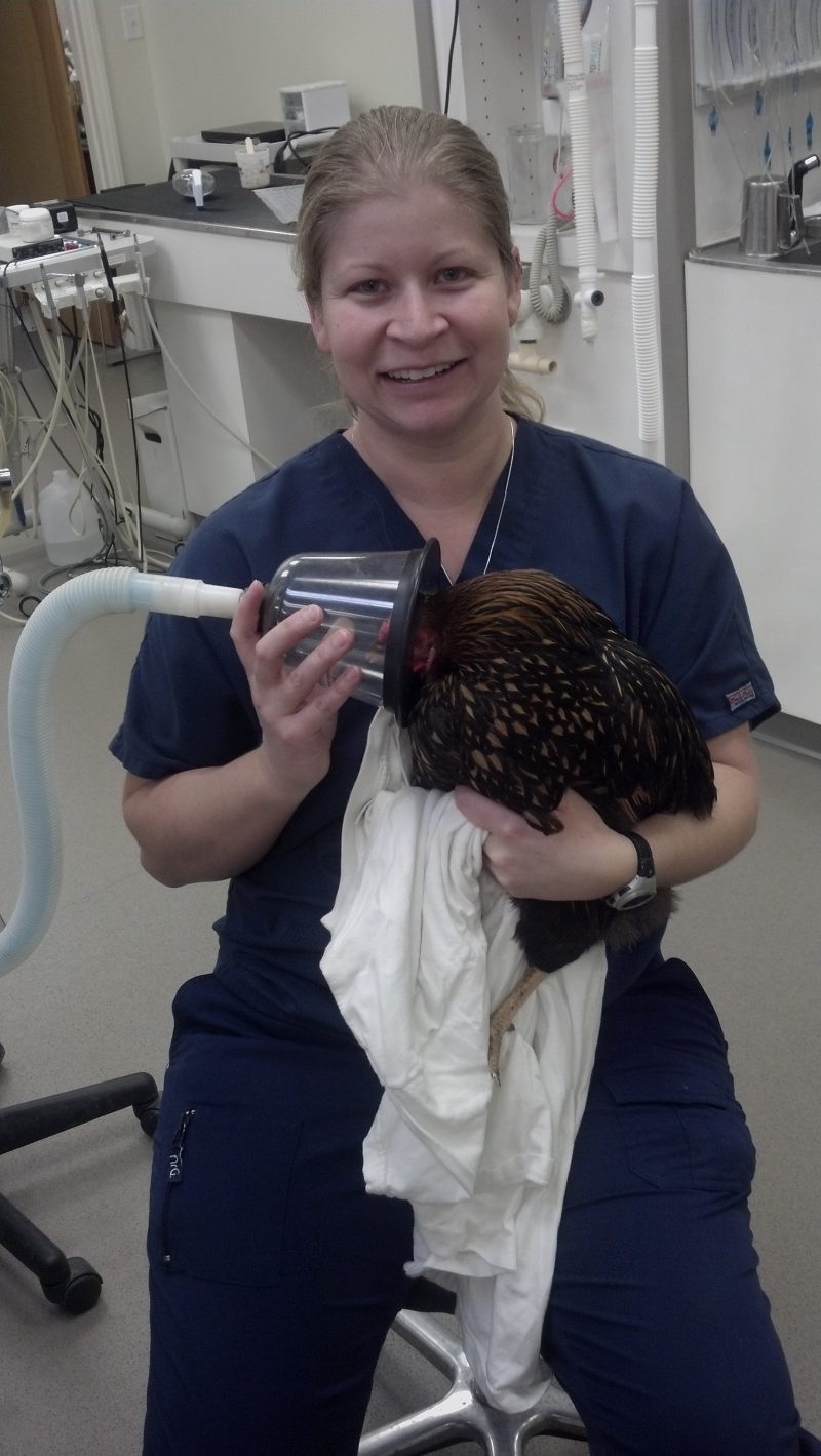 Meet Brandace - Town N Country Animal Hospital