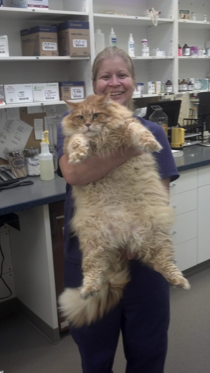 Meet Brandace - Town N Country Animal Hospital