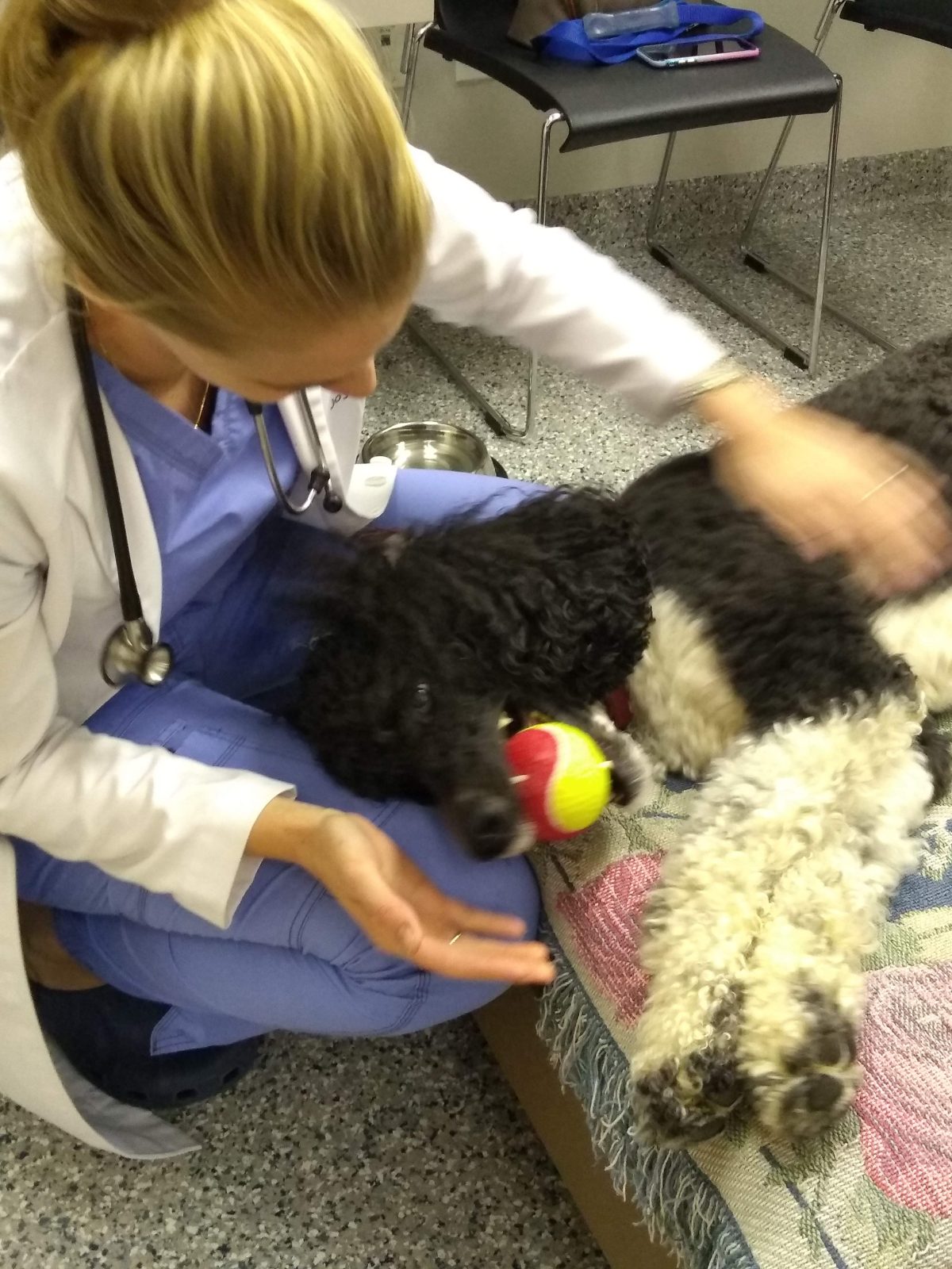 Nothing to Fear Here: Using FAS to Help Your Pet Feel Safe - Town N ...