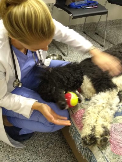 Nothing to Fear Here: Using FAS to Help Your Pet Feel Safe - Town N ...