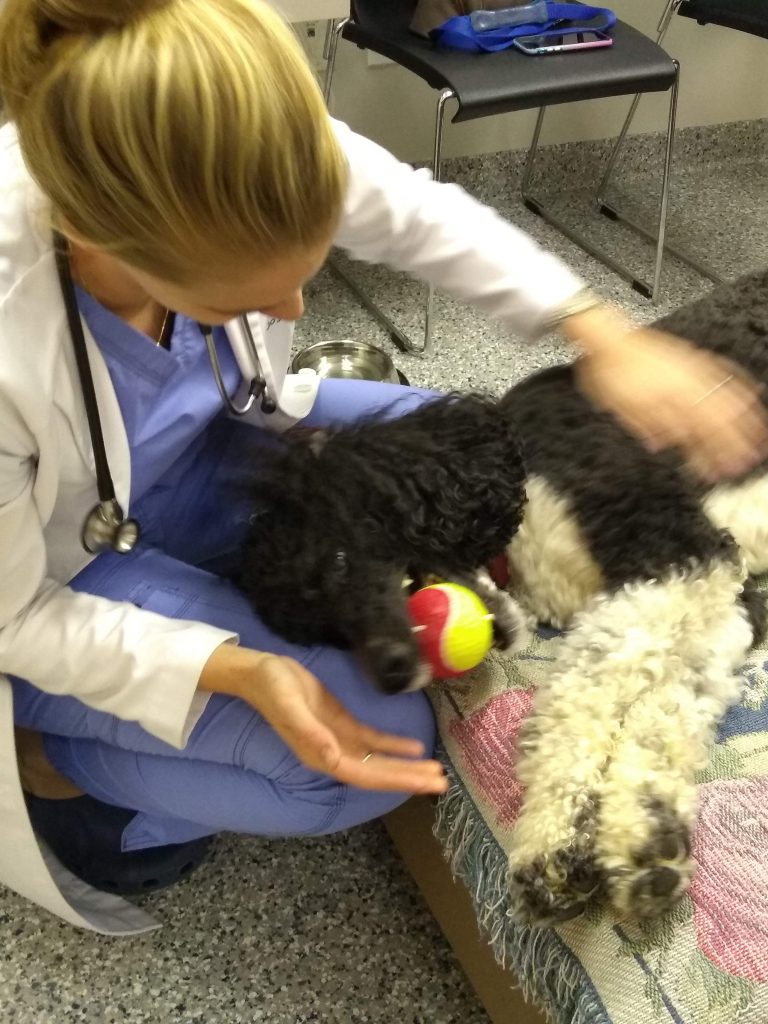 Nothing to Fear Here: Using FAS to Help Your Pet Feel Safe - Town N ...