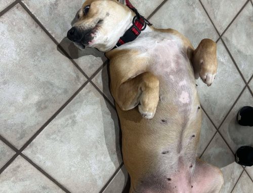 The Cat Room - Town N Country Animal Hospital