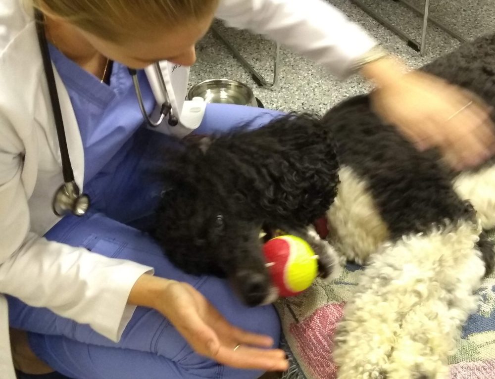 The Cat Room - Town N Country Animal Hospital